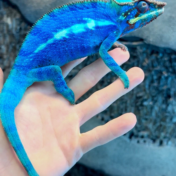 Blue/Purple Bloodline Outcross To F1 Ambanja - shopbeardeddragon